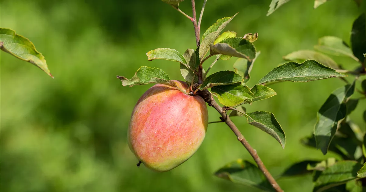 Malus 'Prinz Albrecht von Preußen' CAC, Apfel Prinz Albrecht von ...