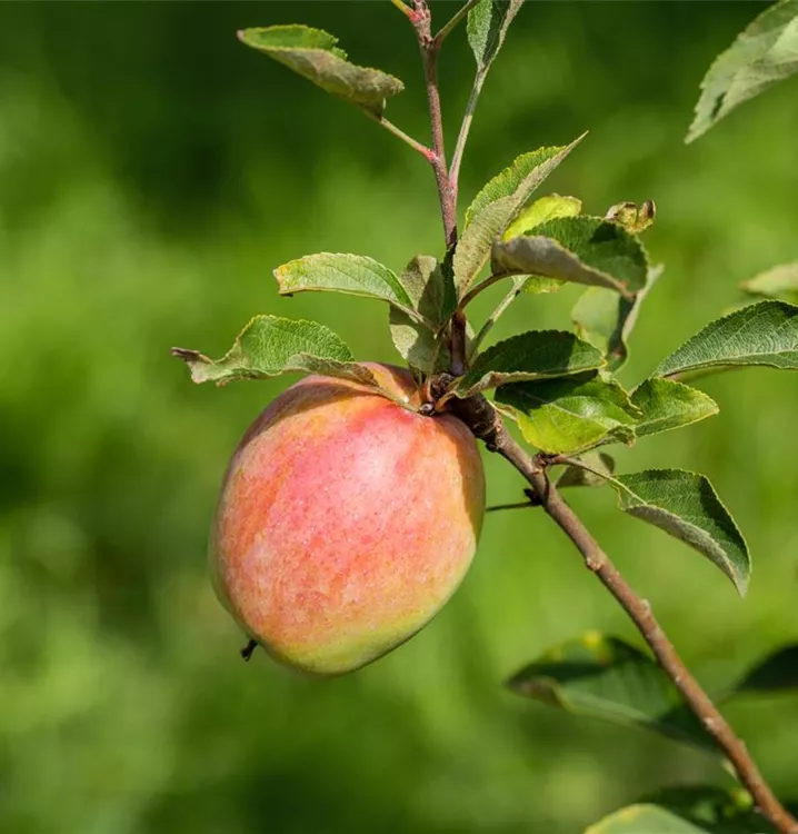 Malus 'Prinz Albrecht von Preußen' CAC, Apfel Prinz Albrecht von ...