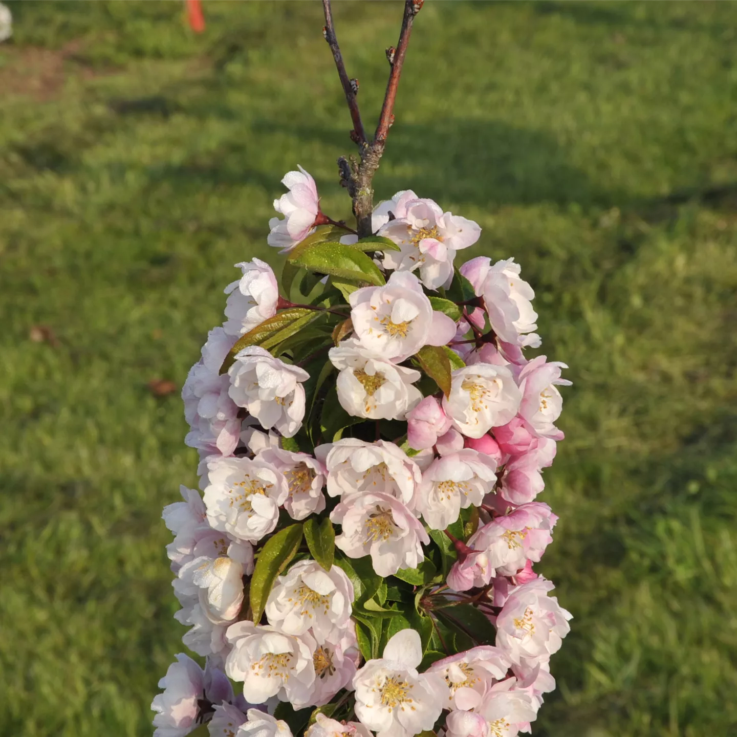 Malus 'Paul Hauber' CAC, Zier-Apfel im Pflanzenshop