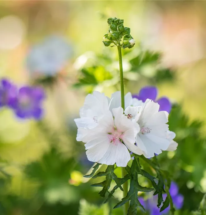 Malva moschata 'Alba', Moschus-Malve im Pflanzenshop