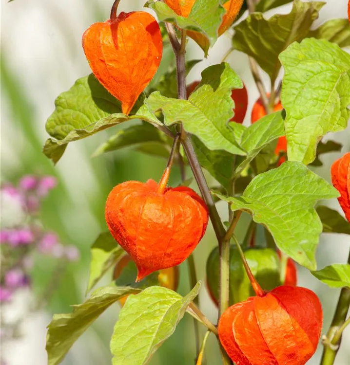 Physalis alkekengi var.franch.'Zwerg', Lampionblume im Pflanzenshop