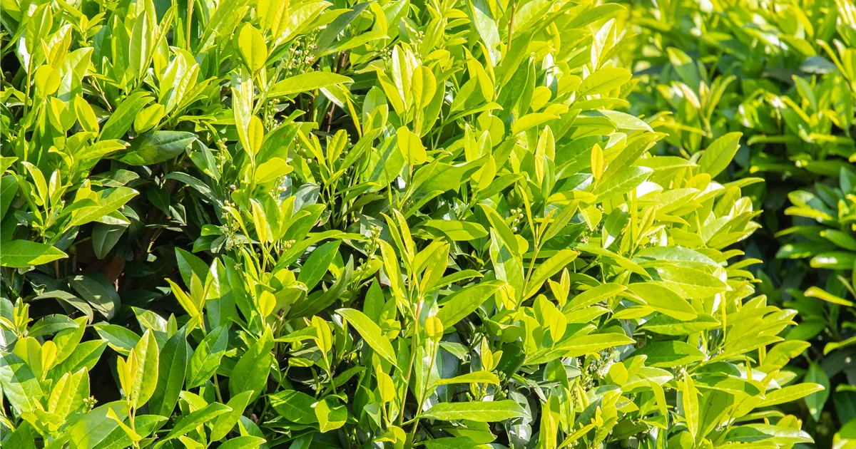 Prunus lauroc.'Caucasica', Lorbeer-Kirsche im Pflanzenshop