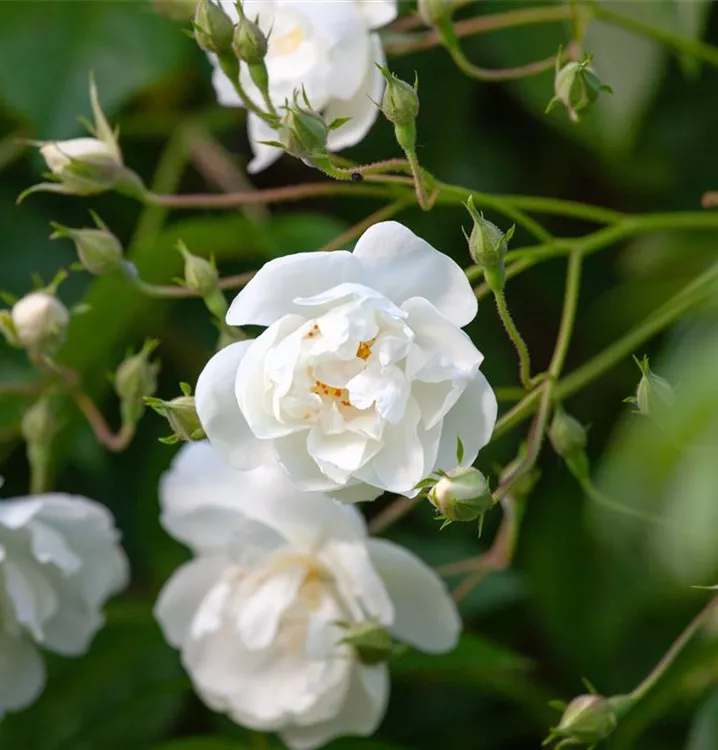 Rosa 'Bobby James' KL, Kletterrose Bobby James im Pflanzenshop