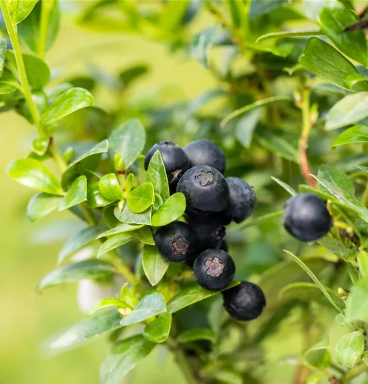Vaccinium BrazelBerries 'Berry Bux' -R-, Heidelbeere Berry Bux im ...