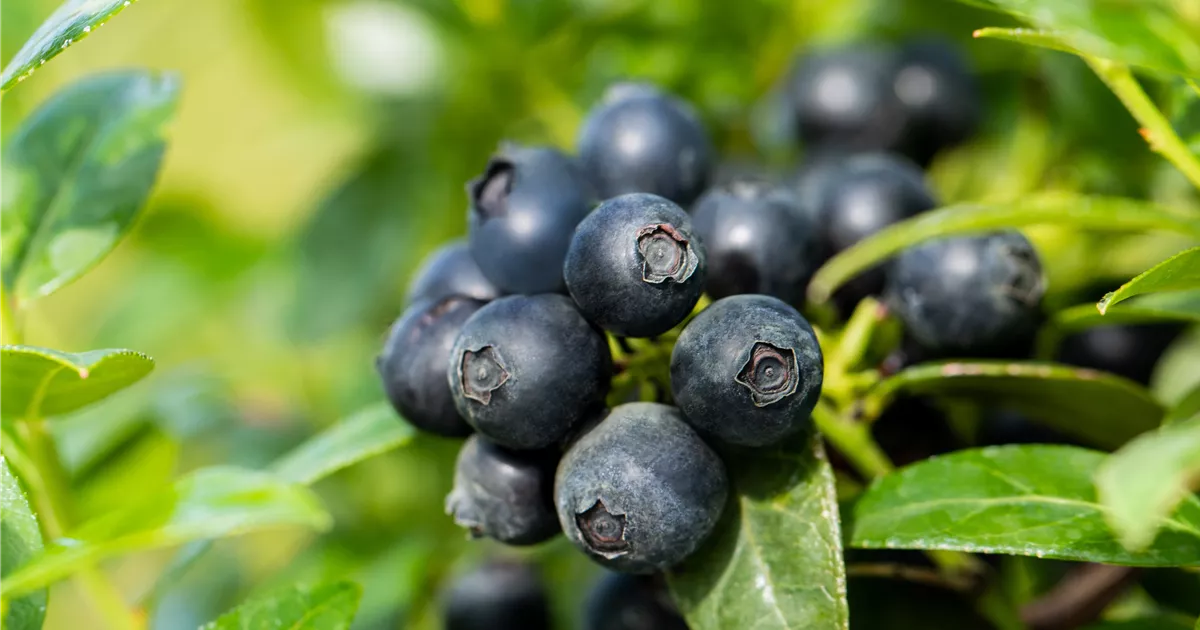 Vaccinium BrazelBerries 'Berry Bux' -R-, Heidelbeere Berry Bux im ...