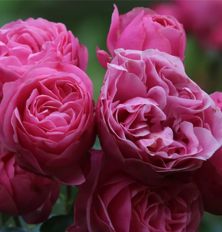 Rosa 'Leonardo da Vinci' -R- BT, Beetrose Leonardo da Vinci im Pflanzenshop