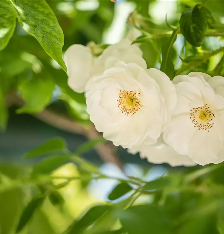 Rosa 'Hella' -R- KL, Kletterrose 'Hella' -R- im Pflanzenshop