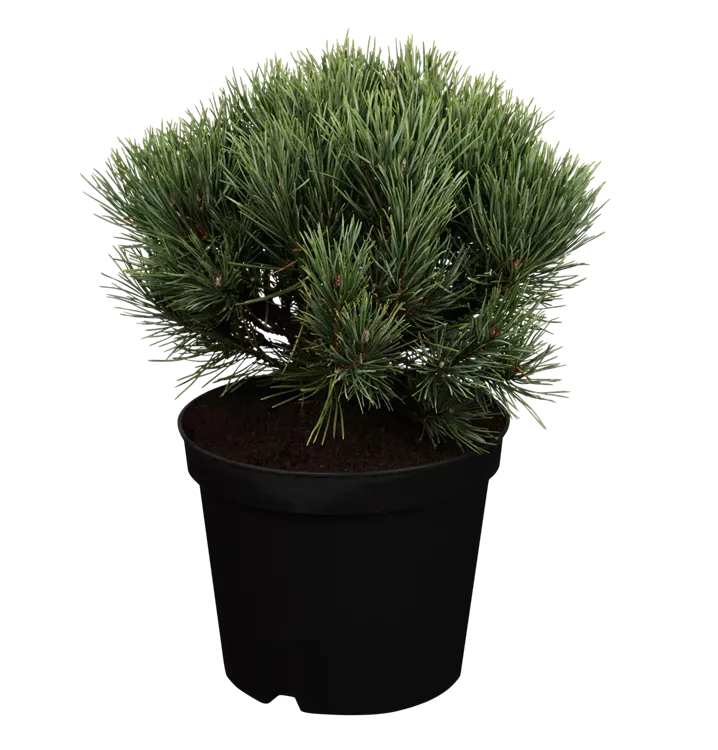 Pinus sylvestris 'Doone Valley', Gemeine Kiefer 'Doone Valley' im ...