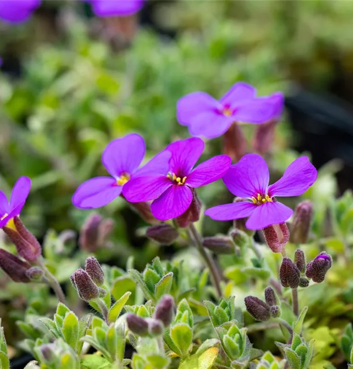 Aubrieta x cult.'Dr. Mules Variegated', Blaukissen im Pflanzenshop