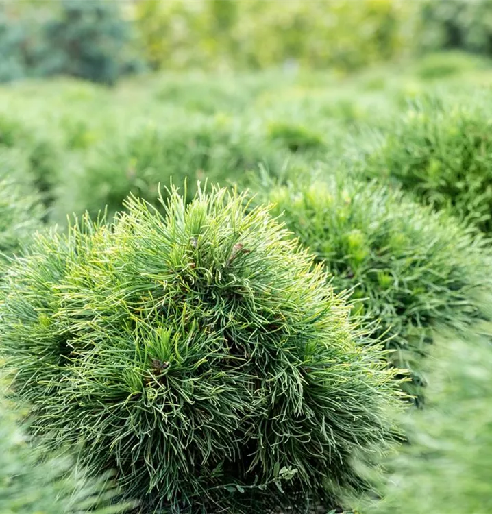 Pinus strobus 'Minima', Weymouth-Kiefer im Pflanzenshop