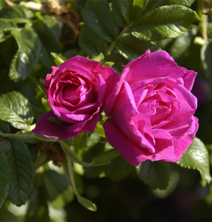 Rosa 'Rotes Meer' BDR, Bodendeckerrose Rotes Meer ADR-Rose im Pflanzenshop