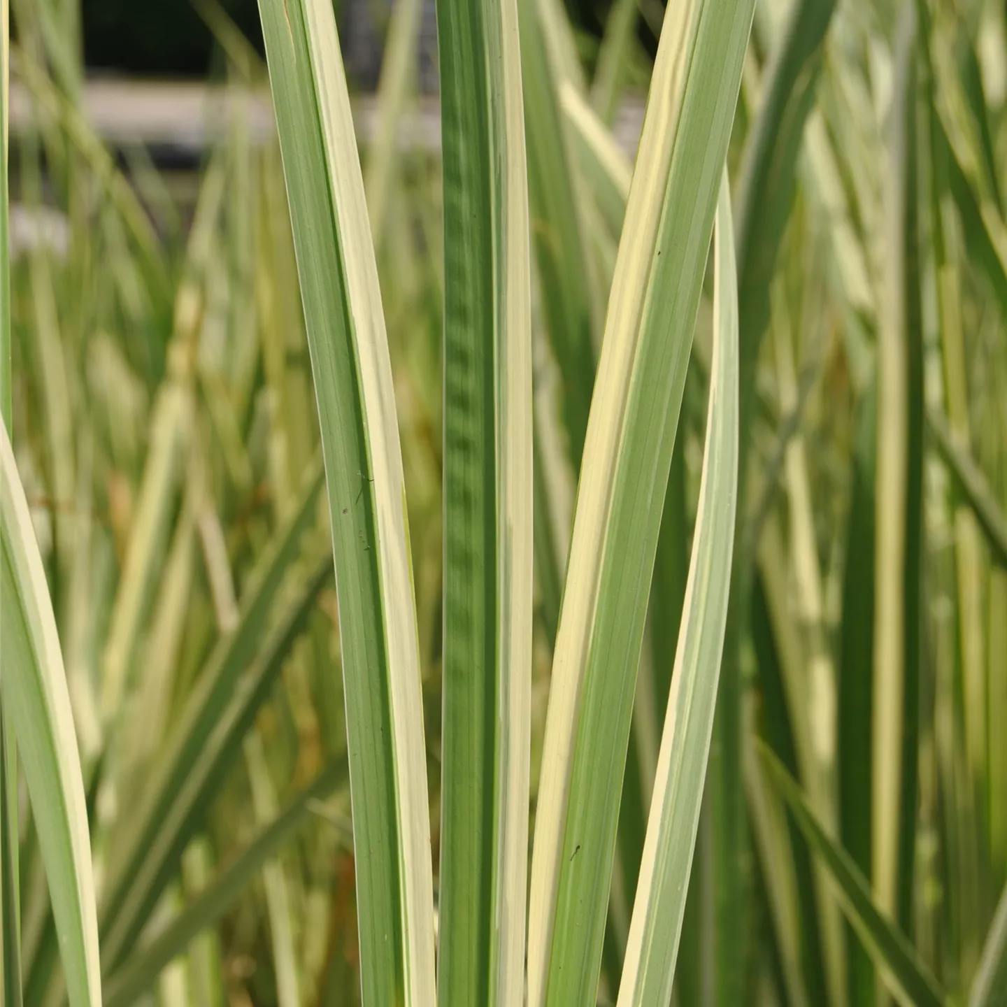 Acorus gramineus 'Ogon', Weißgestreifter Gras-Kalmus im Pflanzenshop