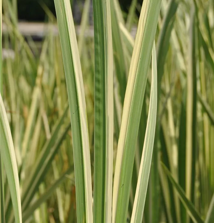 Acorus calamus 'Variegatus', Weißgestreifter Kalmus im Pflanzenshop