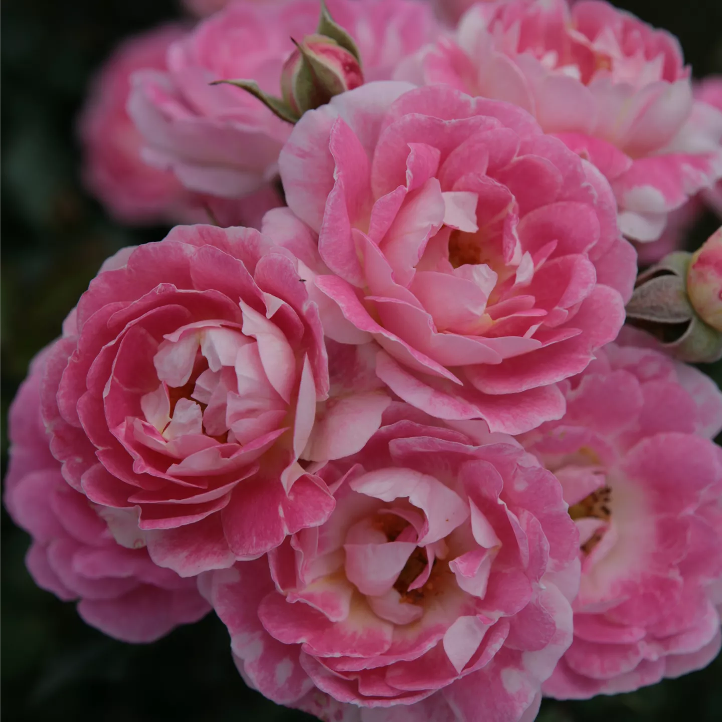 Rosa 'Lupo' -R- Z, Zwergrose 'Lupo' -R- im Pflanzenshop