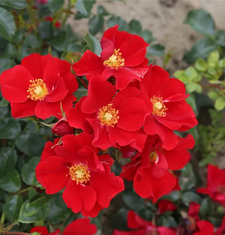 Rosa 'Alexander von Humboldt' -R- BDR, Kleinstrauchrose 'Alexander von ...