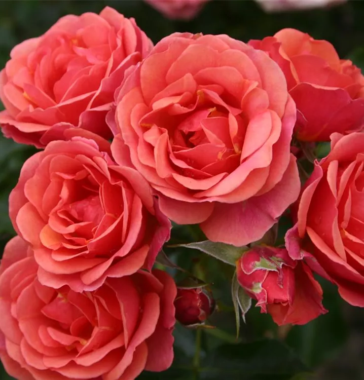 Rosa 'Mandarin 2016' -R- Z, Zwergrose 'Mandarin 2016' -R- im Pflanzenshop