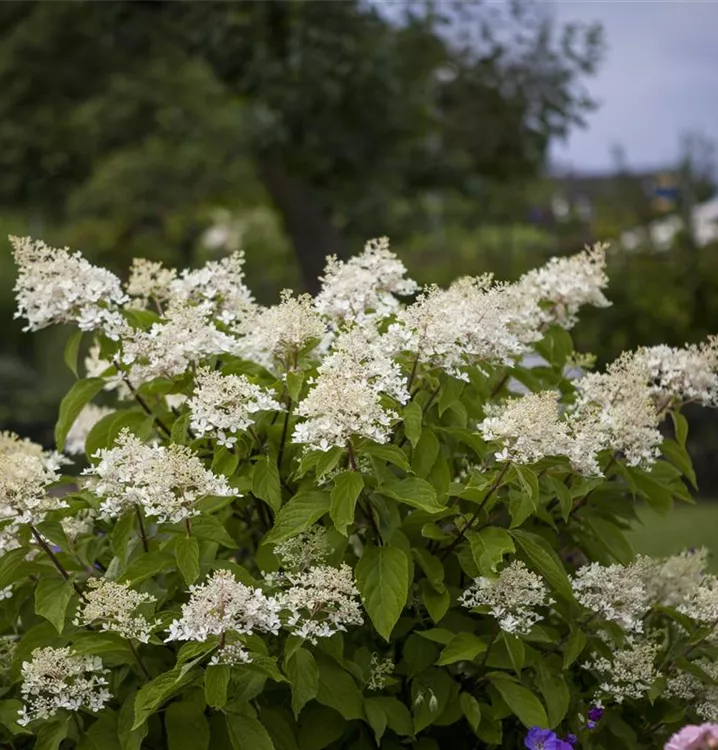 Hydrangea panic. 'Baby Lace', Rispenhortensie 'Baby Lace' im Pflanzenshop