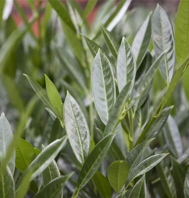 Prunus lauroc.'Gajo' -R-, Lorbeerkirsche 'Gajo' -R- im Pflanzenshop