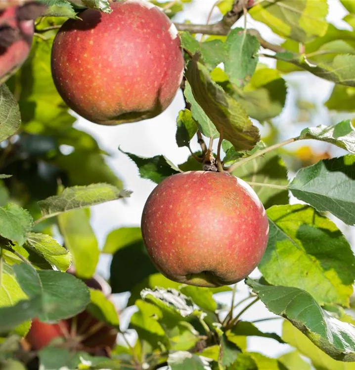 Malus 'Melrose' CAC, Apfel Melrose im Pflanzenshop