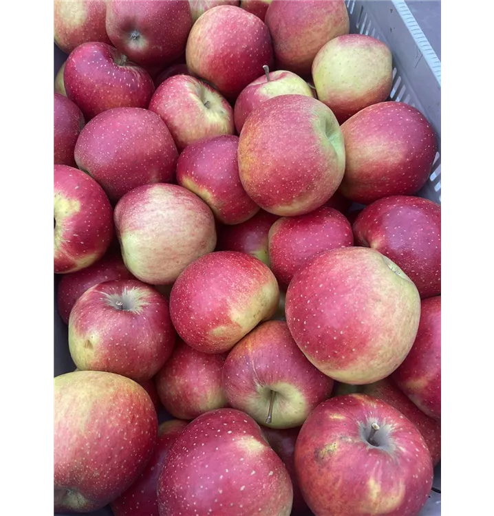 Malus 'Wellant' -S- CAC, Apfel 'Wellant' - Fresco im Pflanzenshop