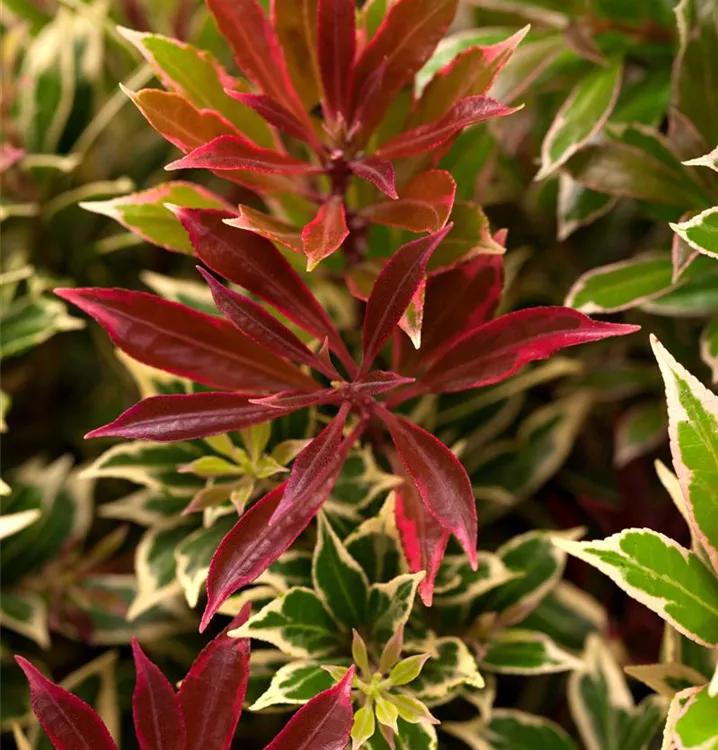 Pieris japonica 'Carnaval', Schattenglöckchen 'Carnaval' im Pflanzenshop