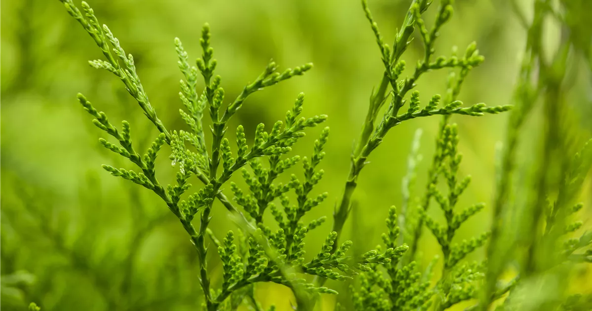 Thuja plicata 'Excelsa', Großer Lebensbaum im Pflanzenshop