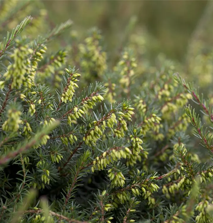 Erica x darleyensis i.S., Englische Heide im Pflanzenshop