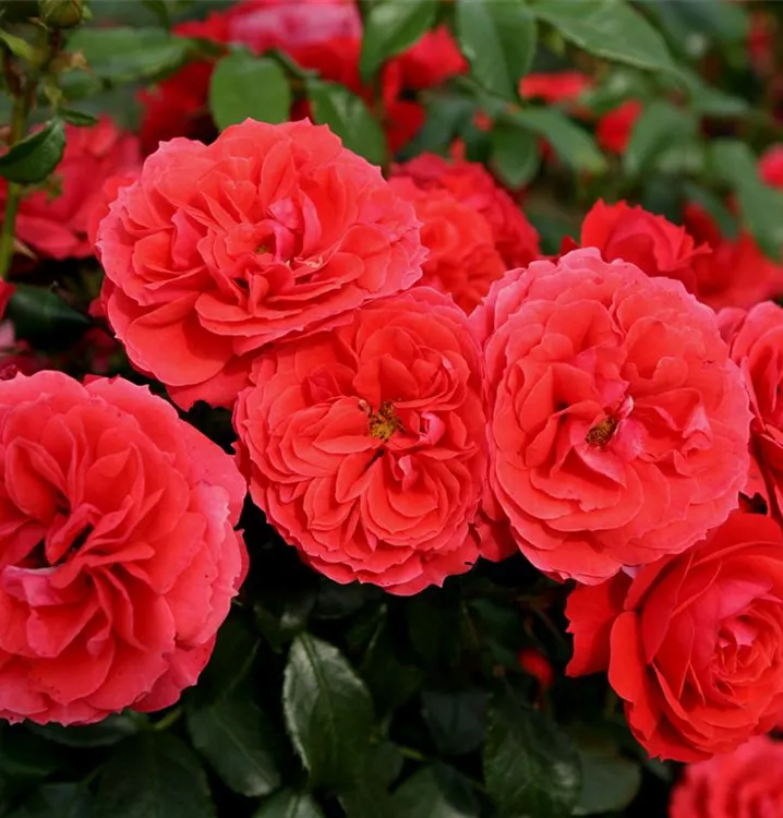 Rosa 'Cherry Girl' -R- BT, Beetrose 'Cherry Girl' -R- ADR-Rose im ...