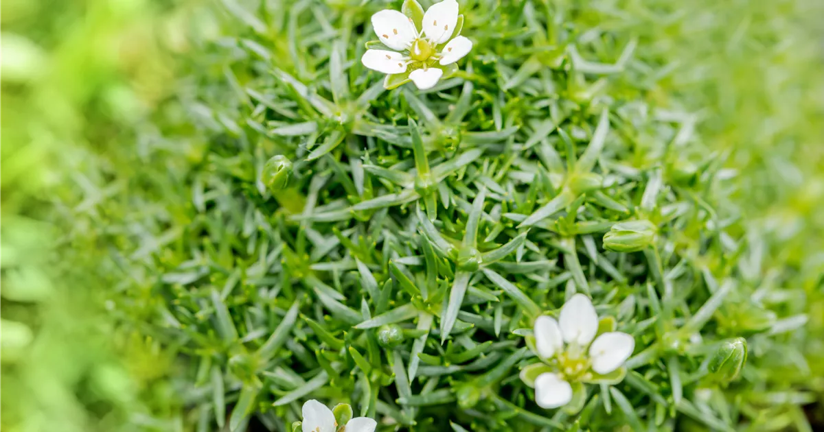 Sagina subulata, veg., Sternmoos im Pflanzenshop