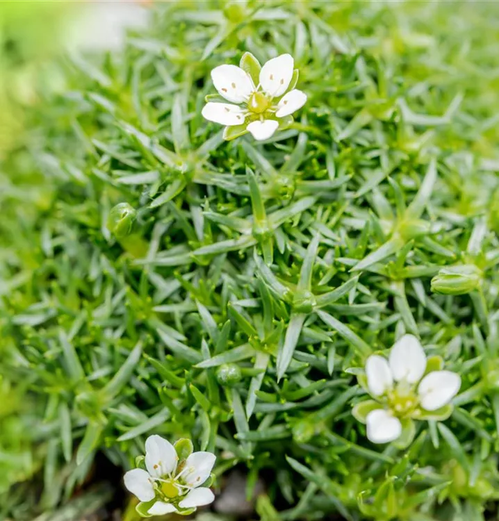 Sagina subulata, veg., Sternmoos im Pflanzenshop
