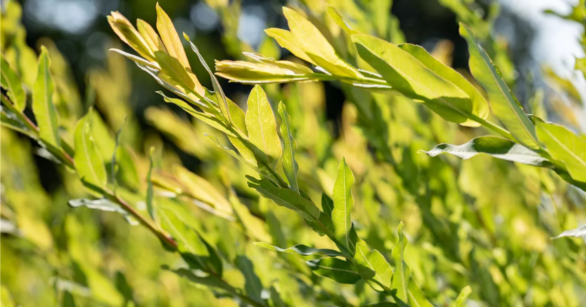 Salix purpurea 'Nana', Kugel-Weide, Zwerg-Purpur-Weide im Pflanzenshop