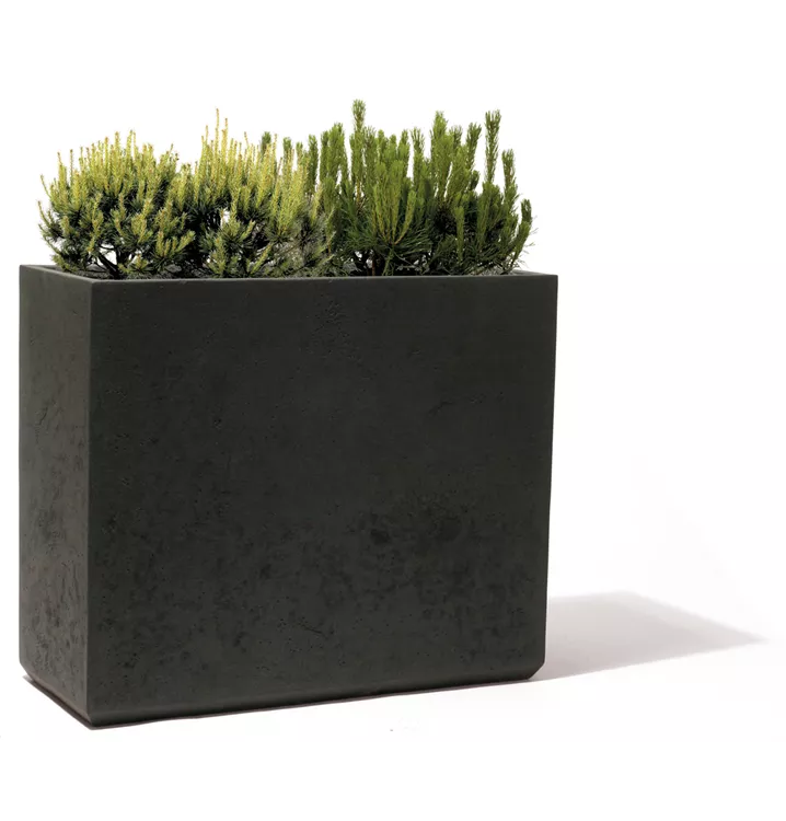 Brandon Nero, Kirschke RockLine Nero im Pflanzenshop