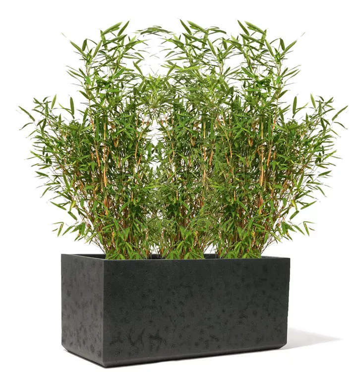 Claydon Nero, Kirschke RockLine Nero im Pflanzenshop