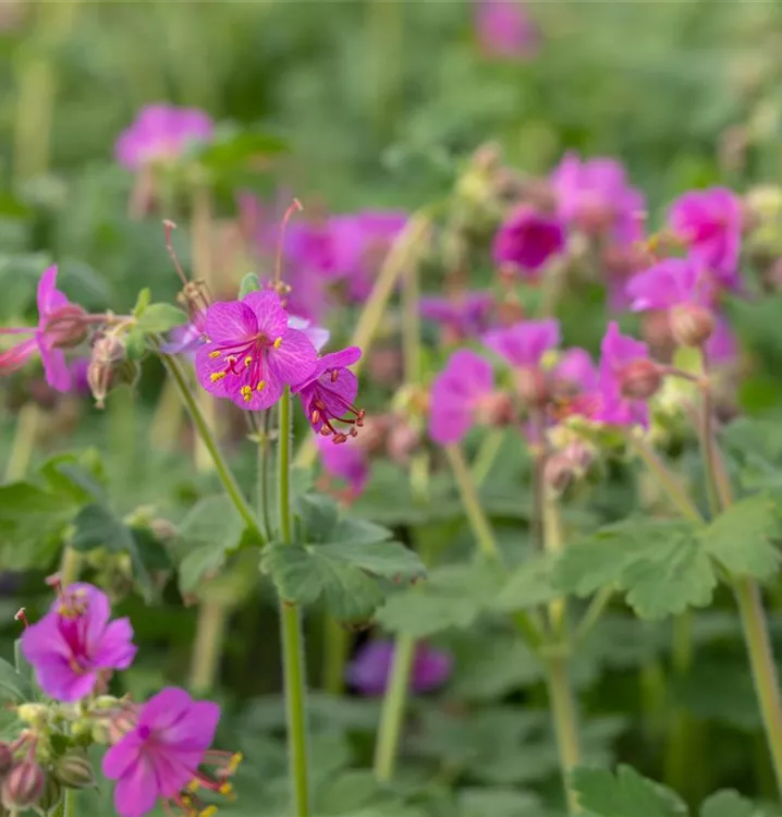 Geranium macrorrhizum 'Bevan', Balkan-Storchschnabel im Pflanzenshop