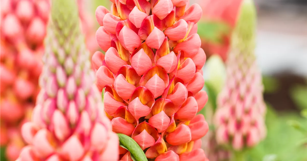 Lupinus polyphyllus 'Edelknabe', Lupine im Pflanzenshop