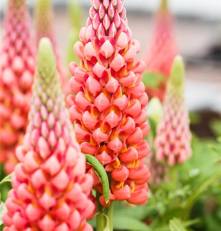 Lupinus polyphyllus 'Edelknabe', Lupine im Pflanzenshop