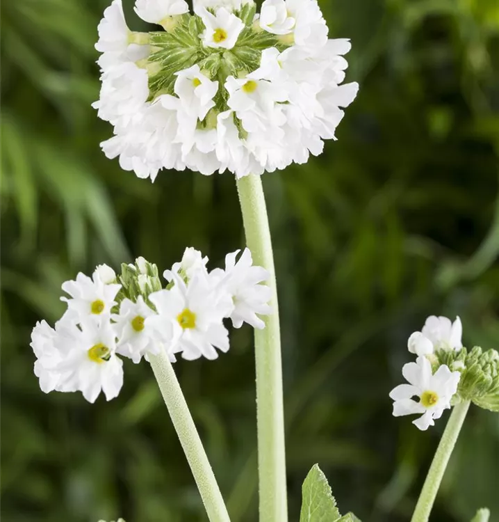 Primula denticulata 'Alba', Kugel-Primel im Pflanzenshop