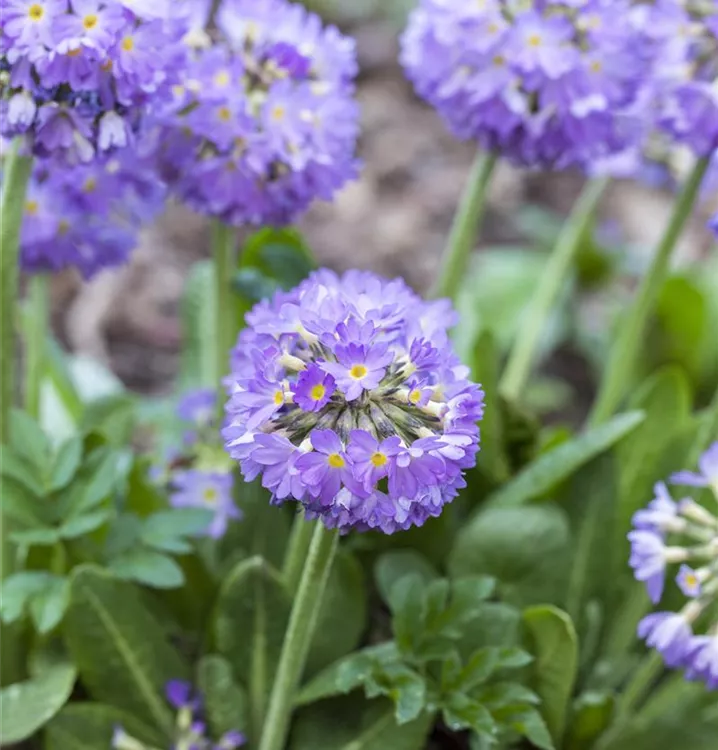 Primula denticulata 'Lilac', Kugel-Primel im Pflanzenshop