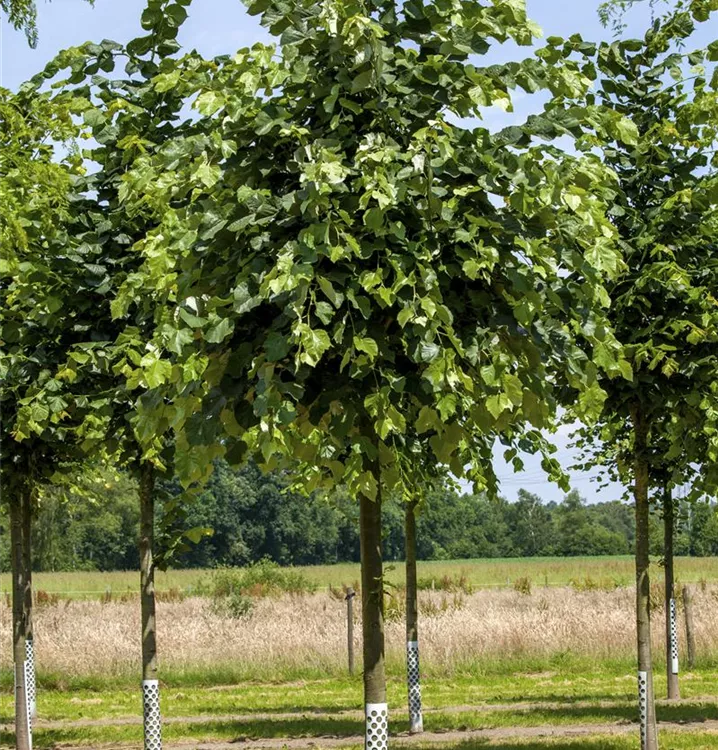 Tilia tomentosa 'Brabant', Silber-Linde im Pflanzenshop