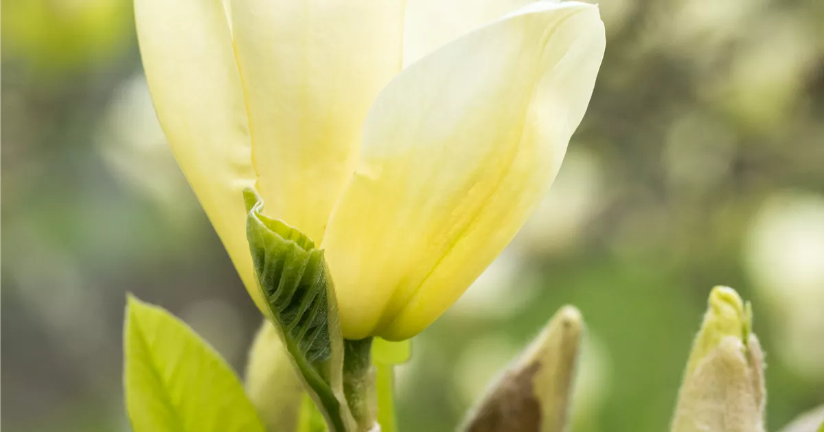 Magnolia 'Yellow Joy', Magnolie 'Yellow Joy' im Pflanzenshop