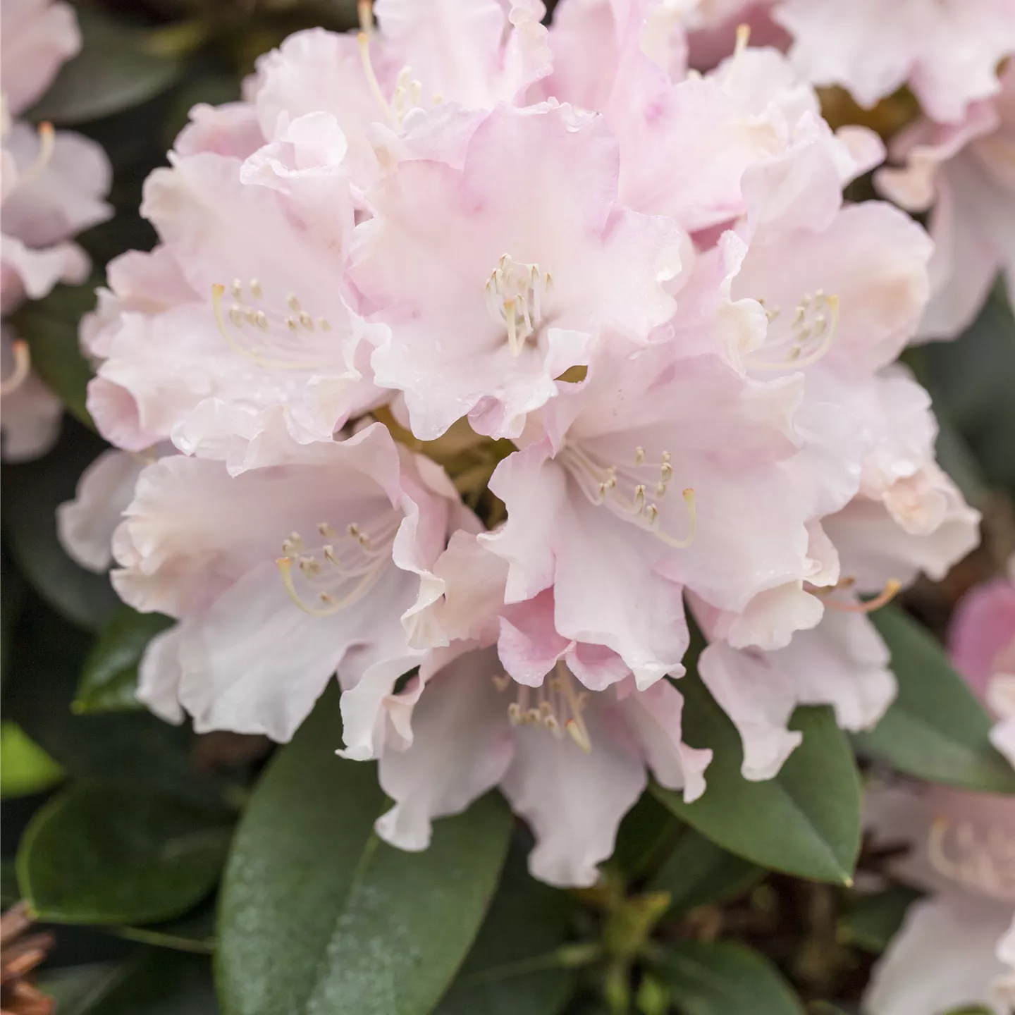 Rhododendron yak.'Flava', Yaku-Rhododendron im Pflanzenshop
