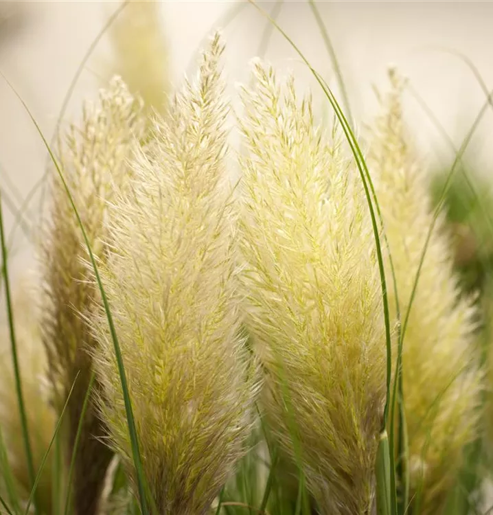 Cortaderia selloana 'Mini Pampas', Kleines Pampasgras im Pflanzenshop
