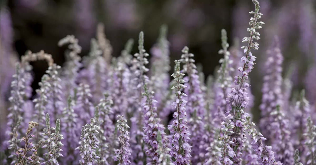 Calluna vulgaris 'Silver Knight', Sommerheide im Pflanzenshop