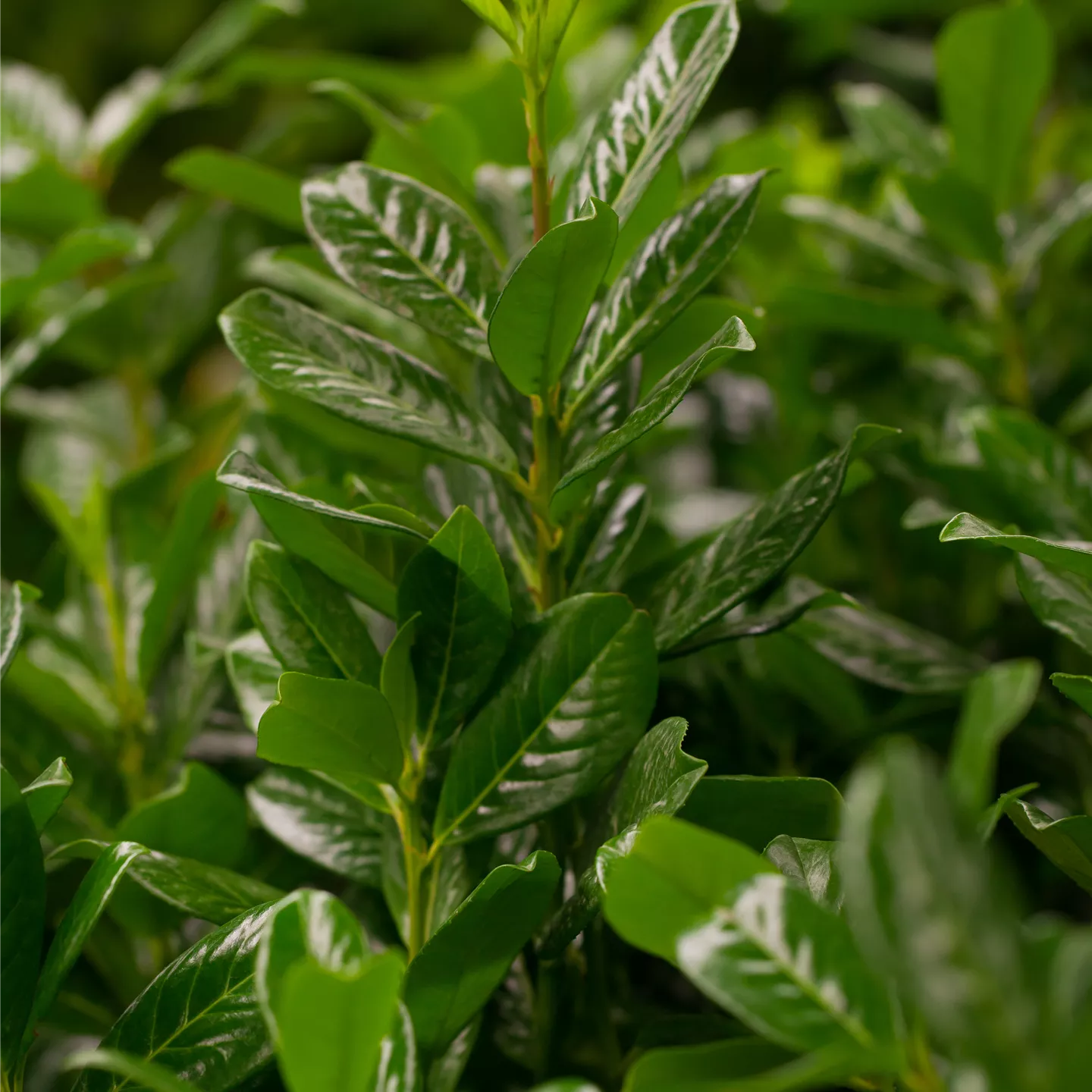 Prunus lauroc.'Elly' -R-, Kirschlorbeer im Pflanzenshop