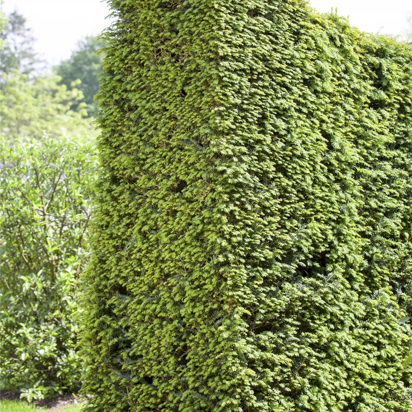 Taxus baccata 'Fastigiata Aurea', Gold-Säulen-Eeibe im Pflanzenshop