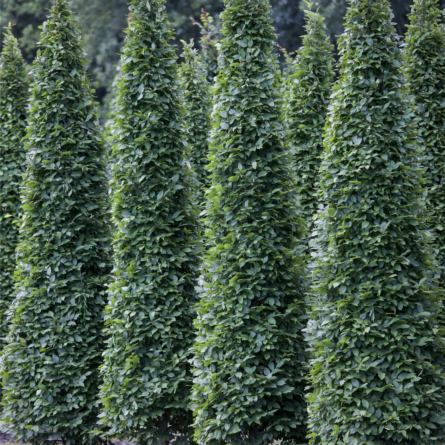 Carpinus betulus 'Fastigiata Monument', Säulen-Hainbuche im Pflanzenshop