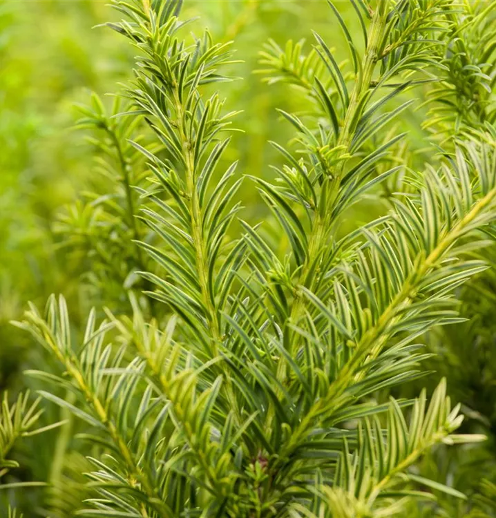 Taxus baccata 'Semperaurea', Gold-Eibe im Pflanzenshop