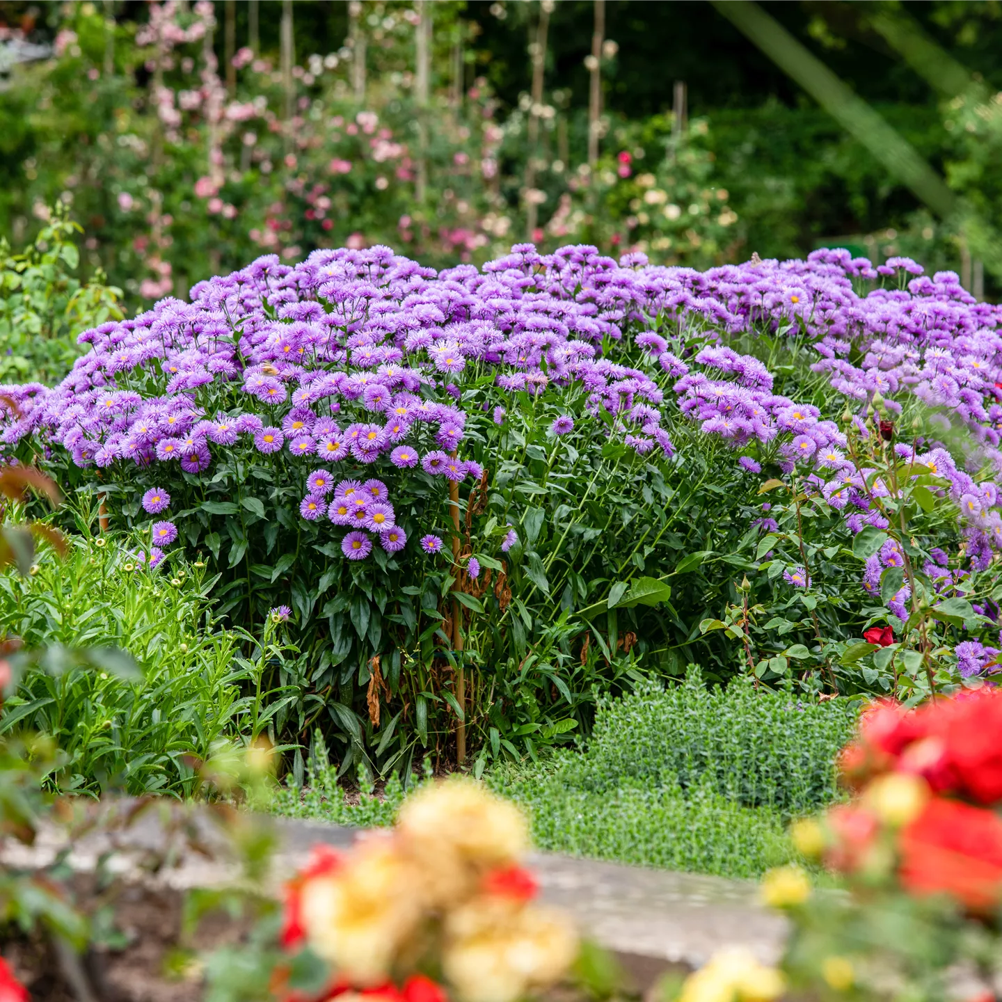 Aster novae-angliae 'Barr's Pink', Garten-Raublatt-Aster 'Barr´s Pink ...
