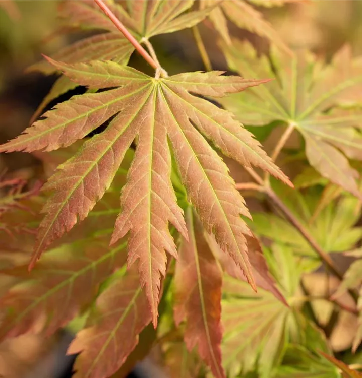 Acer pseudosieboldianum 'North Wind', Ahorn im Pflanzenshop
