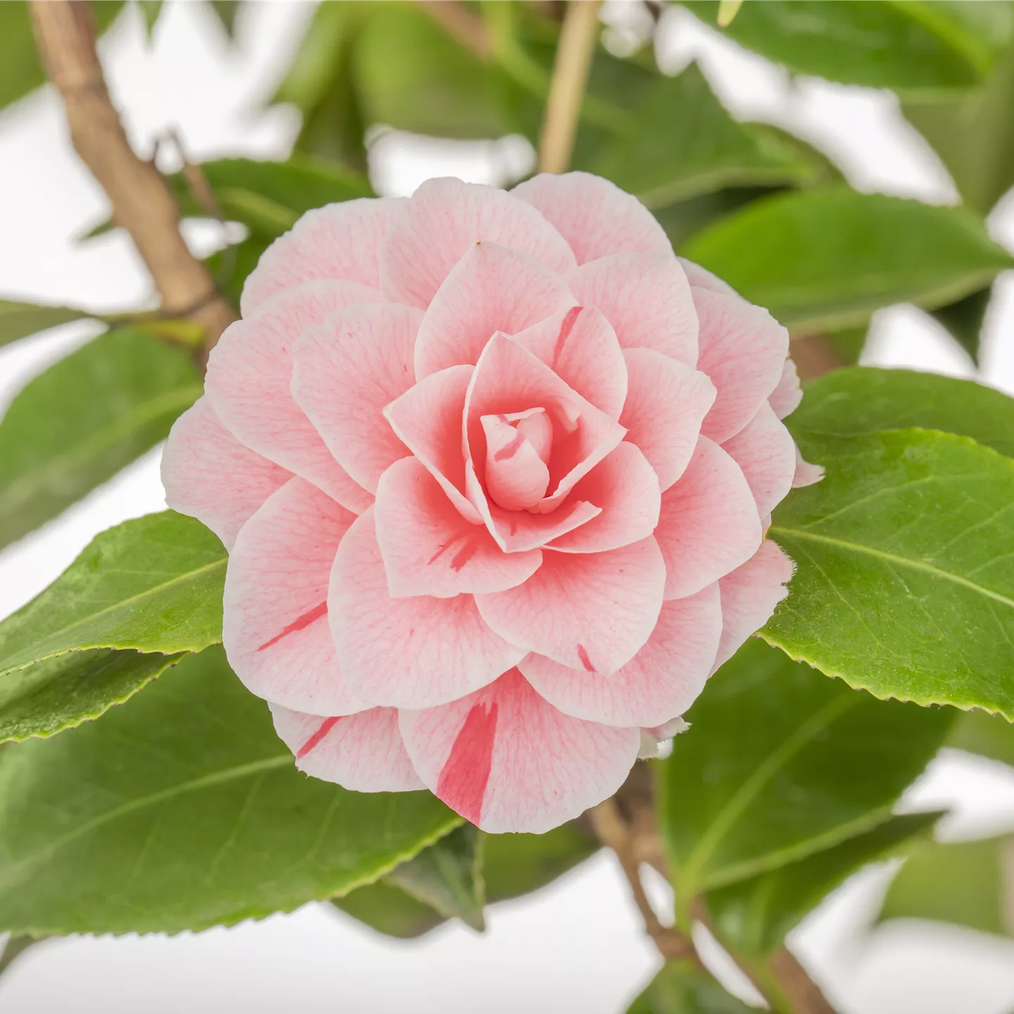 Camellia japonica 'Nuccio's Gem', Japanische Kamelie 'Nuccio's Gem' im ...